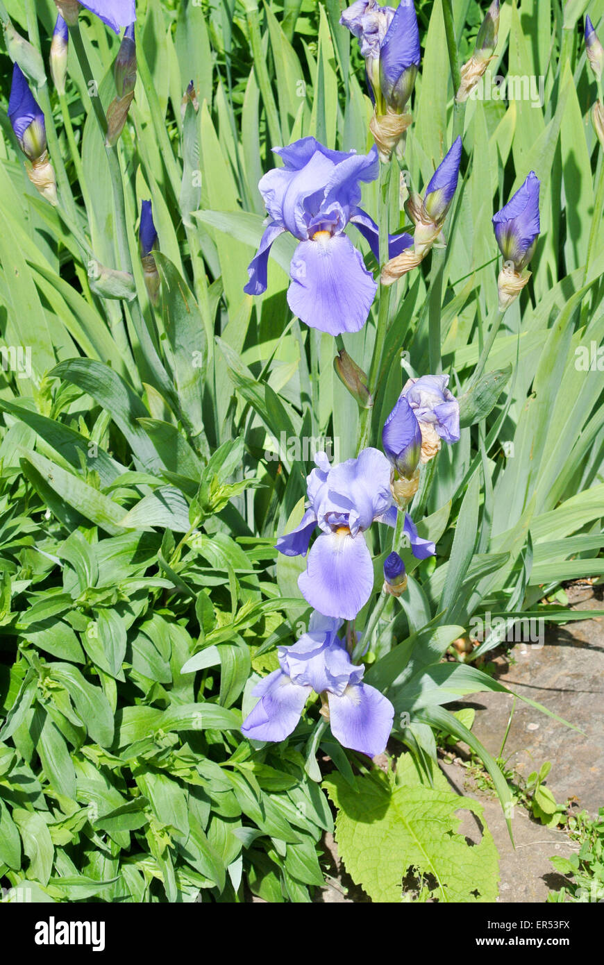 Blue flag iris Stock Photo - Alamy
