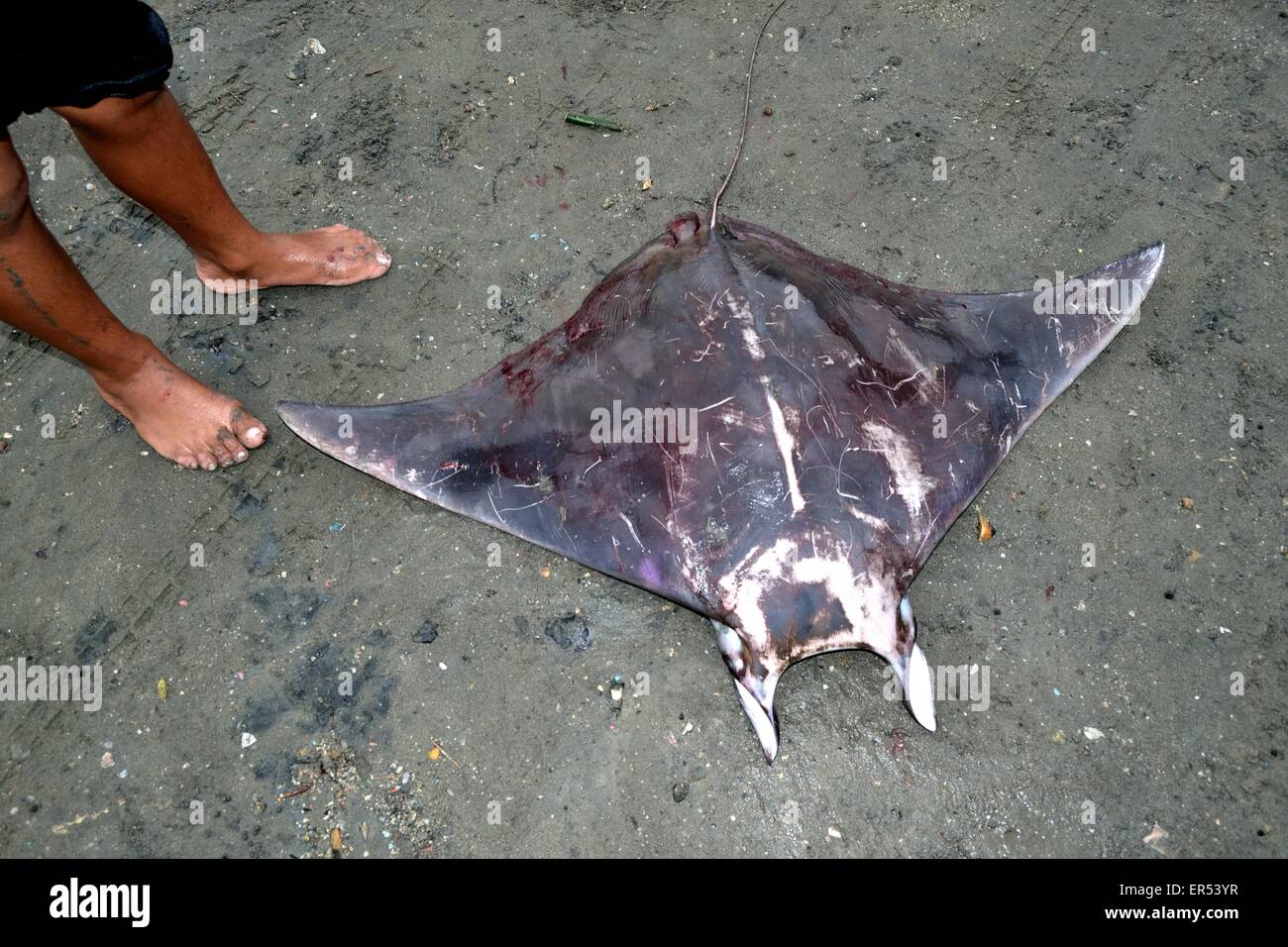 Manta Ray fish - Port in PUERTO PIZARRO. Department of Tumbes .PERU ...