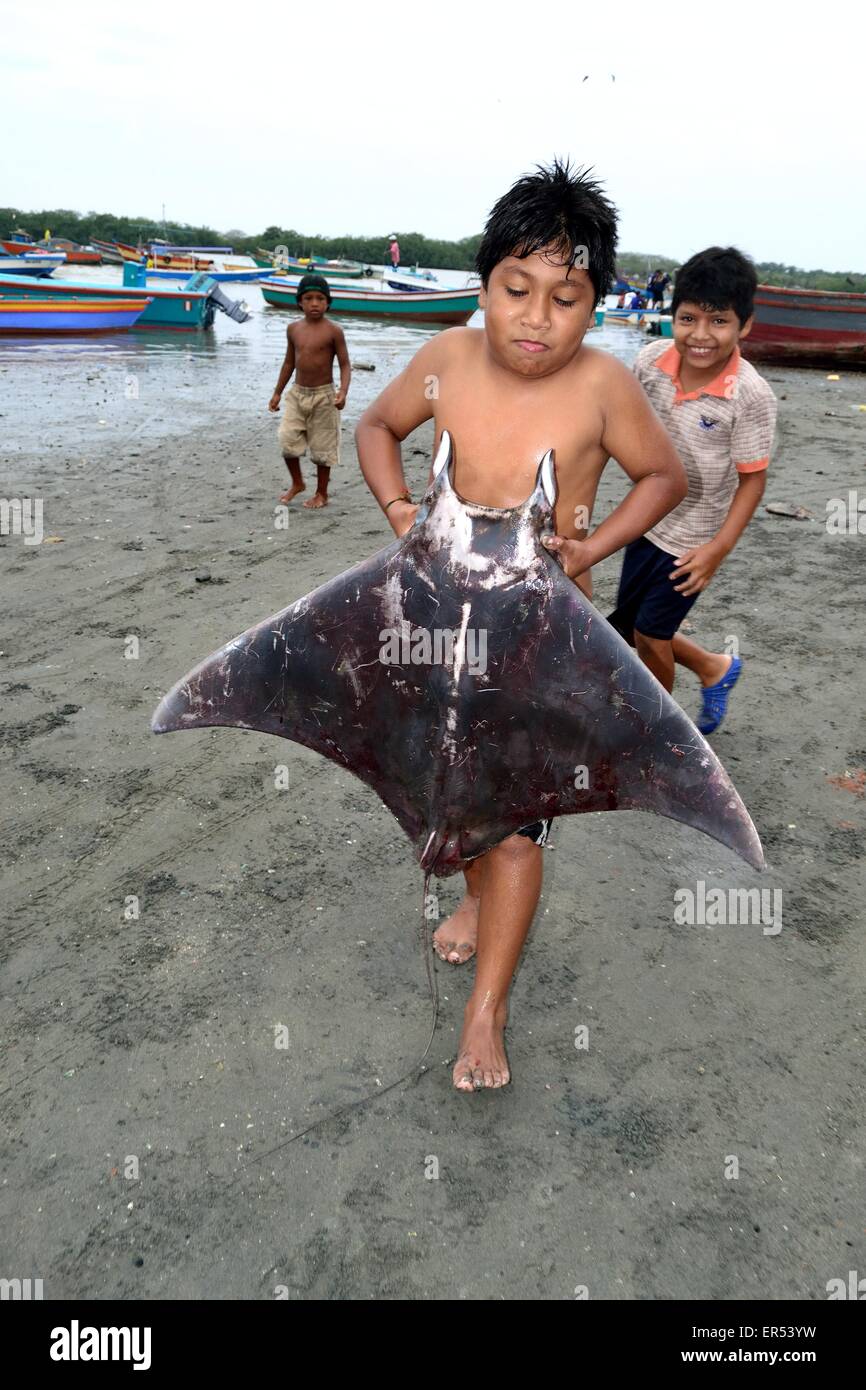 Manta ray peru hi-res stock photography and images - Alamy