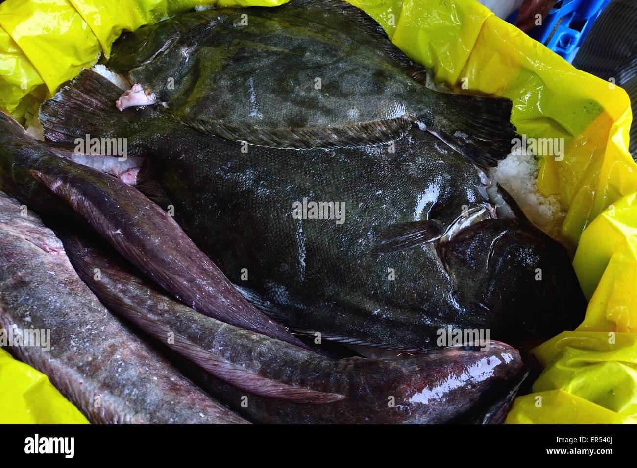 Lenguado fish - Port in PUERTO PIZARRO. Department of Tumbes .PERU ...