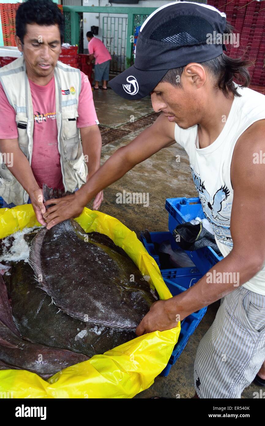 Lenguado fish - Port in PUERTO PIZARRO. Department of Tumbes .PERU ...