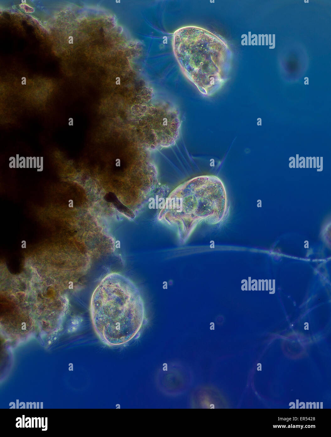 The ciliates hi-res stock photography and images - Alamy