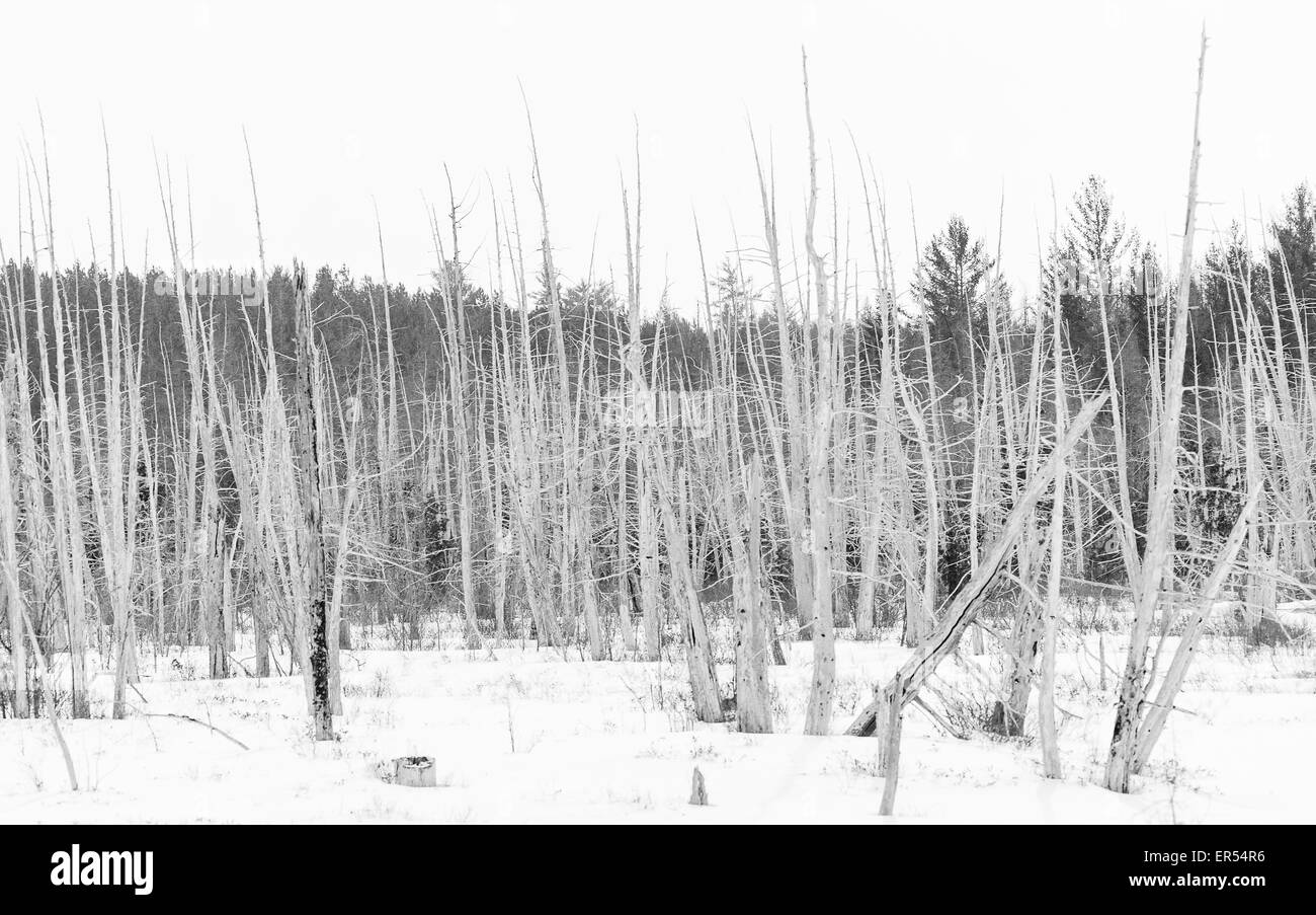 Winter scene usa Black and White Stock Photos & Images - Alamy