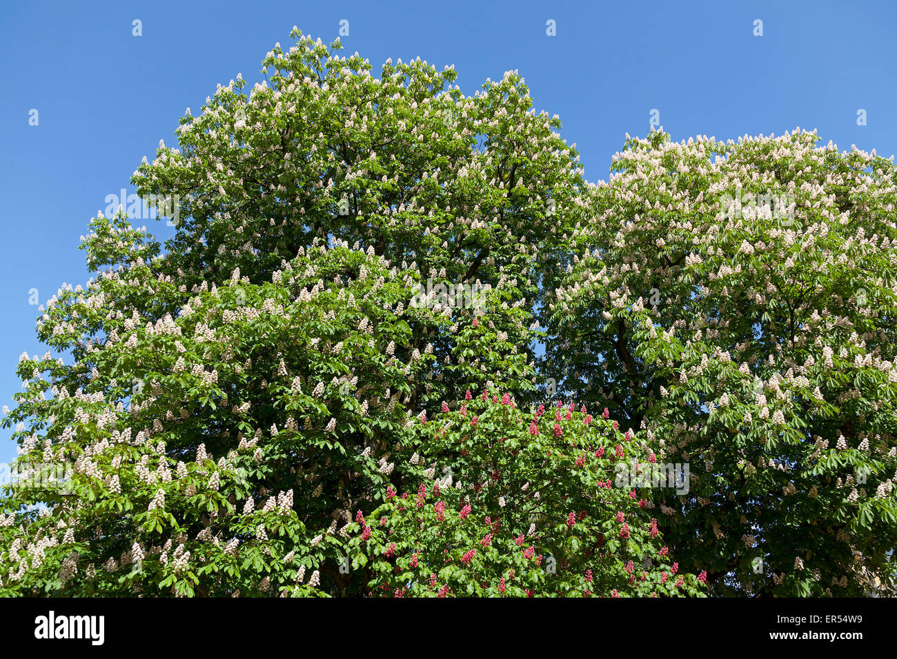 chestnut tree, old town, Lueneburg, Lower Saxony, Germany Stock Photo ...