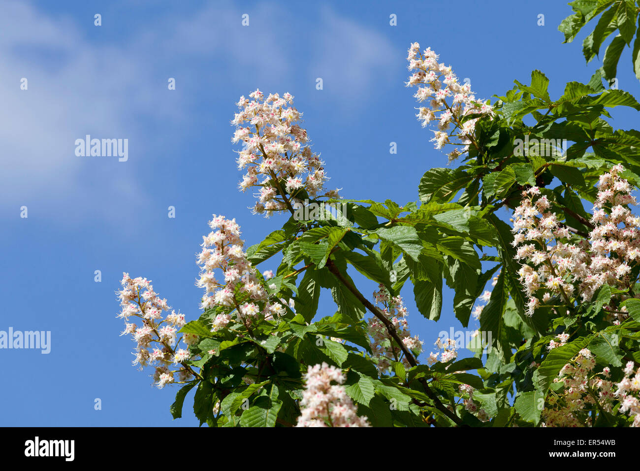Chestnut blooms hi-res stock photography and images - Alamy