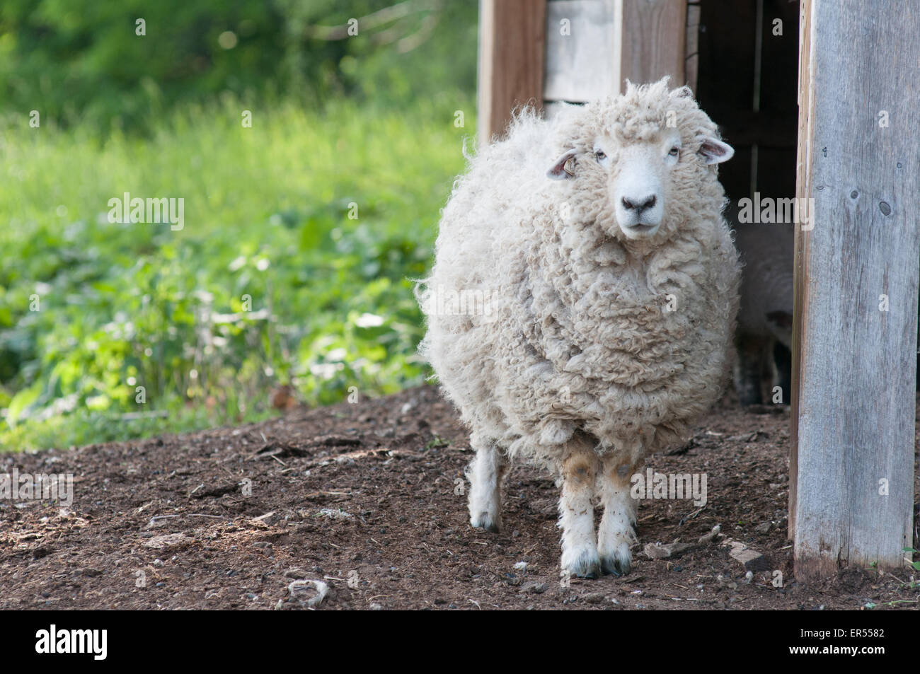 Fat sheep hi-res stock photography and images - Alamy