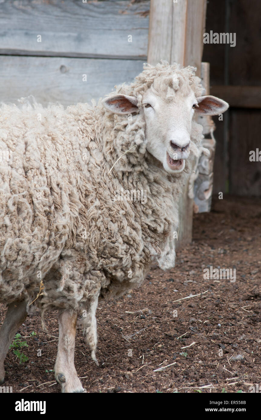 Sheep bleats hi-res stock photography and images - Alamy