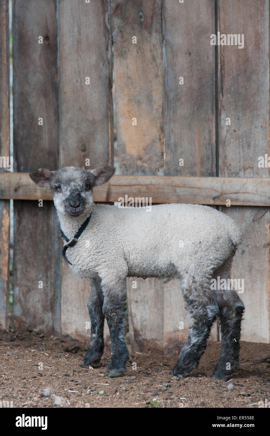 A lamb in a barn Stock Photo - Alamy