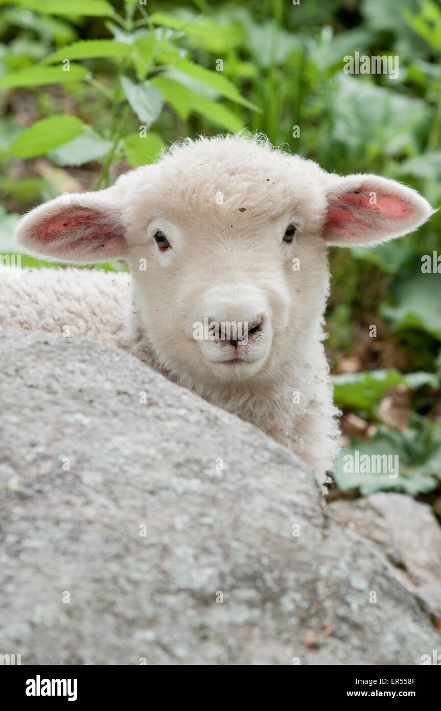 A lamb looks over a rock on a New Hampshire farm Stock Photo - Alamy