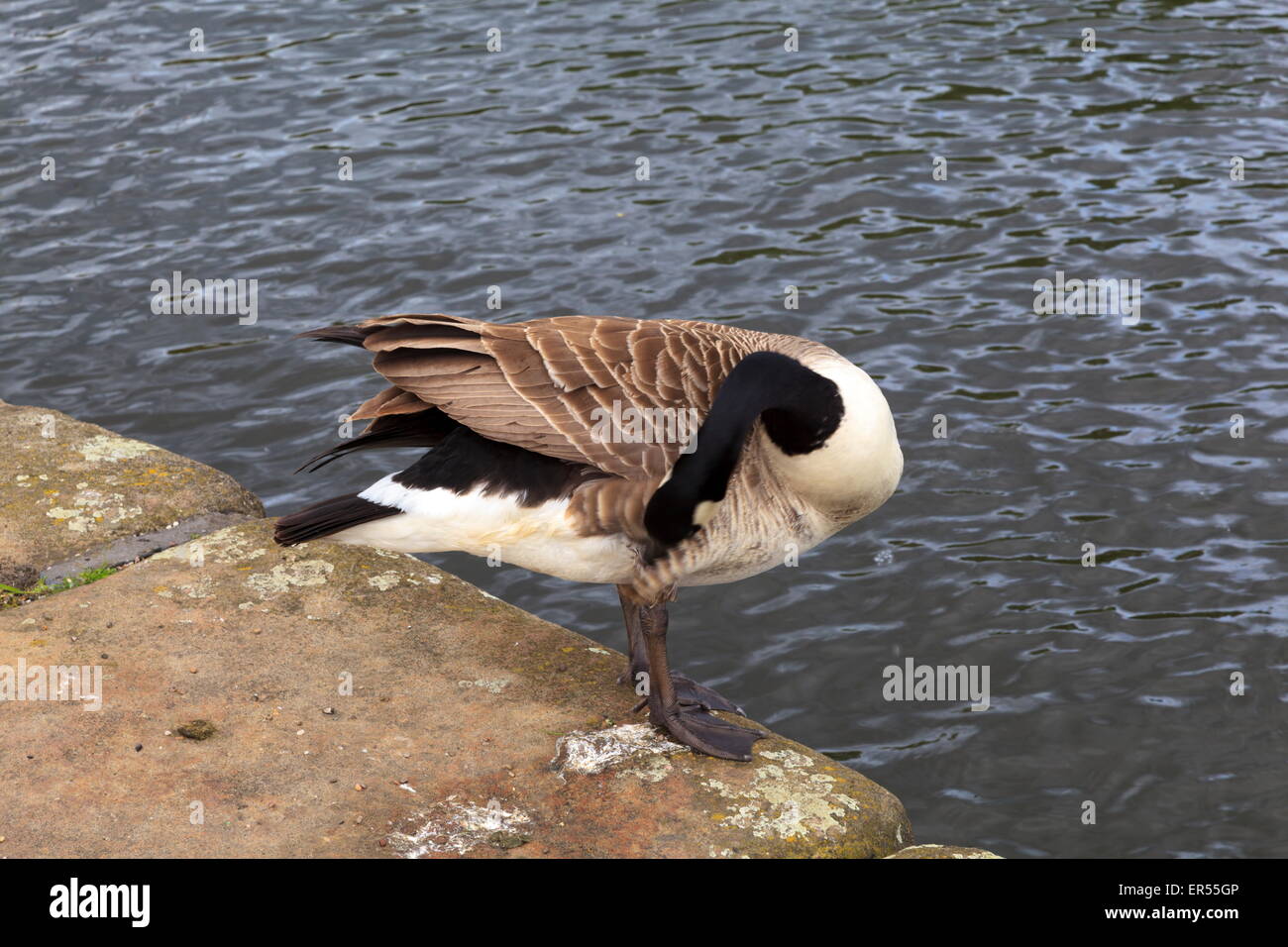 Canadian goose preening hi-res stock photography and images - Alamy