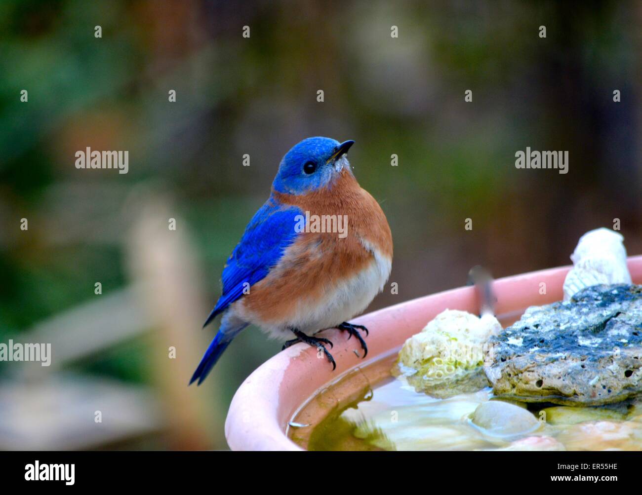 bluebird having a drink of water bluebirds,nature, wildlife Stock Photo ...