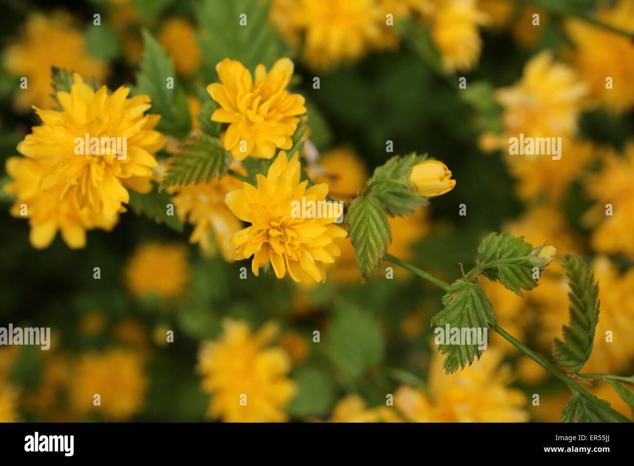 Kerria japonica pleniflora hi-res stock photography and images - Alamy