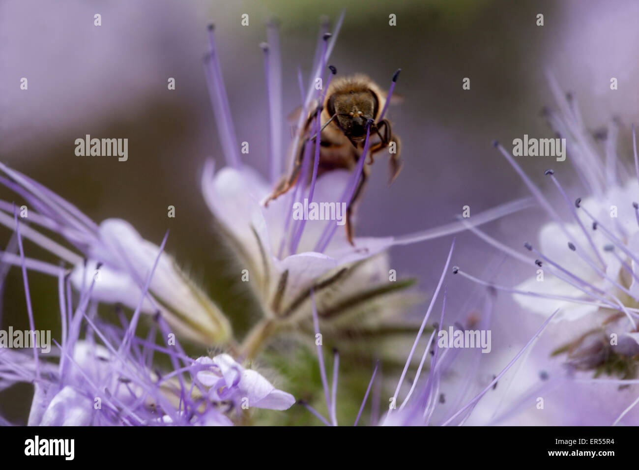 Phacelia tanacetifolia, Scorpion Weed bee Stock Photo - Alamy