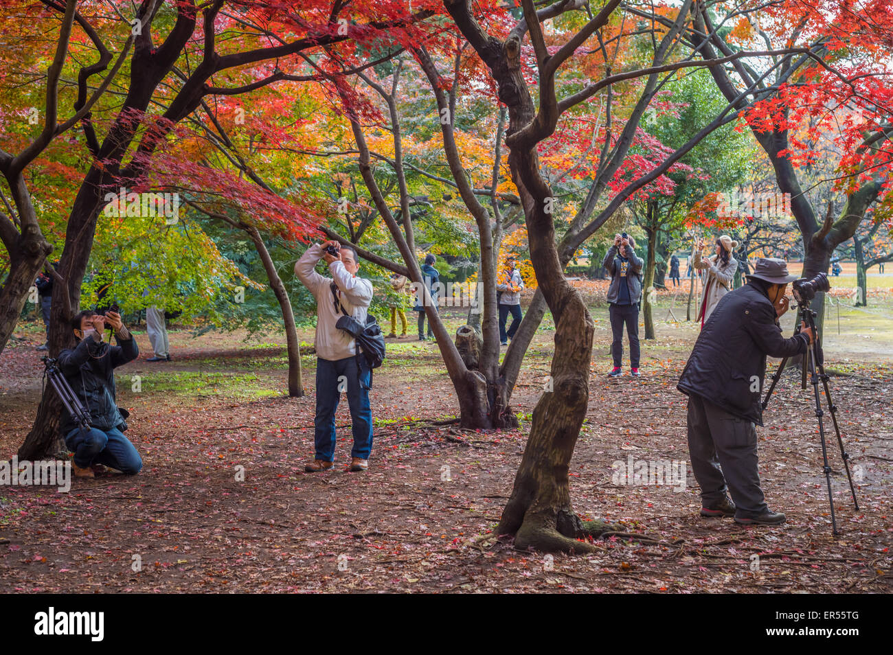 TOKYO, JAPAN - November, 30, 2014: Japanese tourists taking pictures of ...