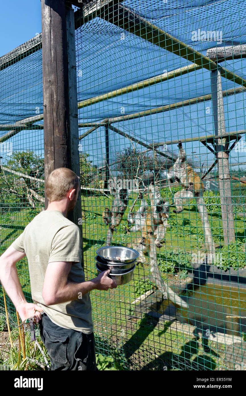 Zoo Keeper Feeding Lemurs, Sandown Zoo, Sandown, Isle of Wight, England ...