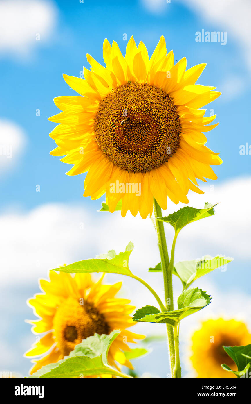 big sunflower in field, spring landscape Stock Photo - Alamy
