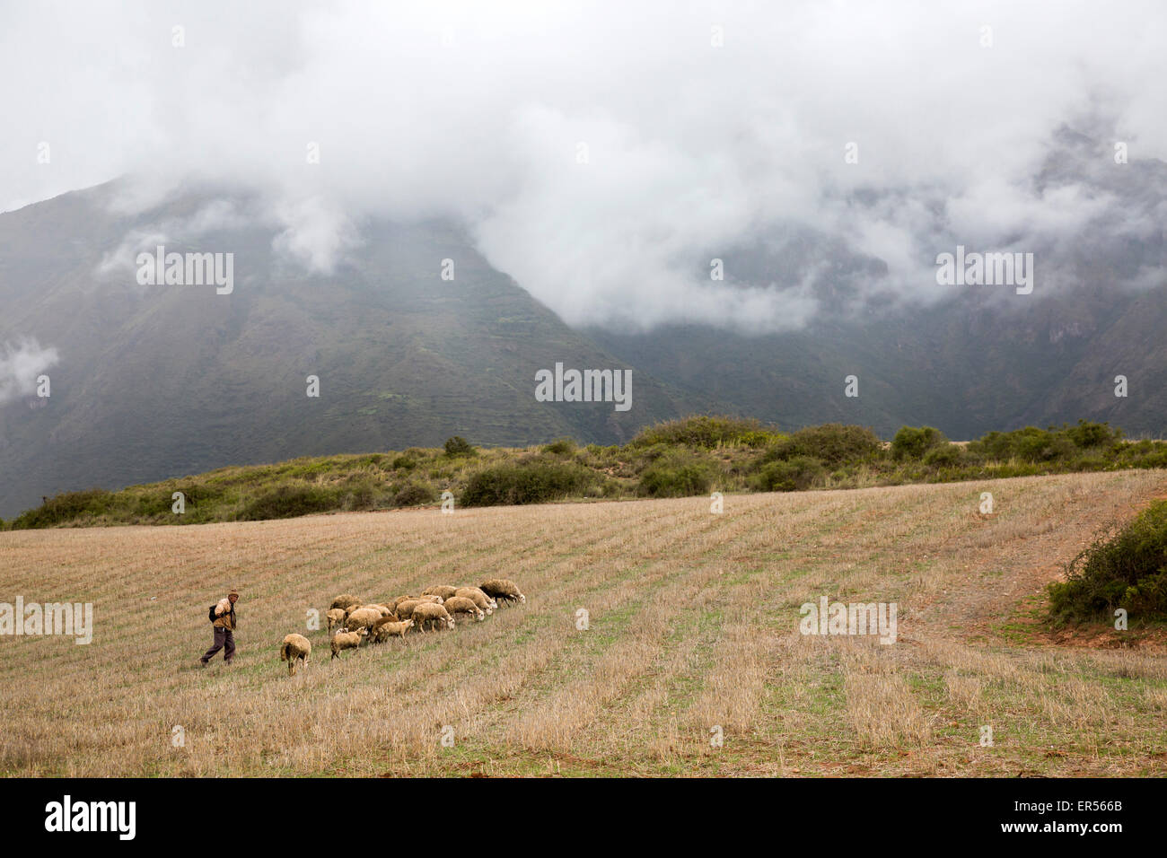 Sheepherder in cusco hi-res stock photography and images - Alamy