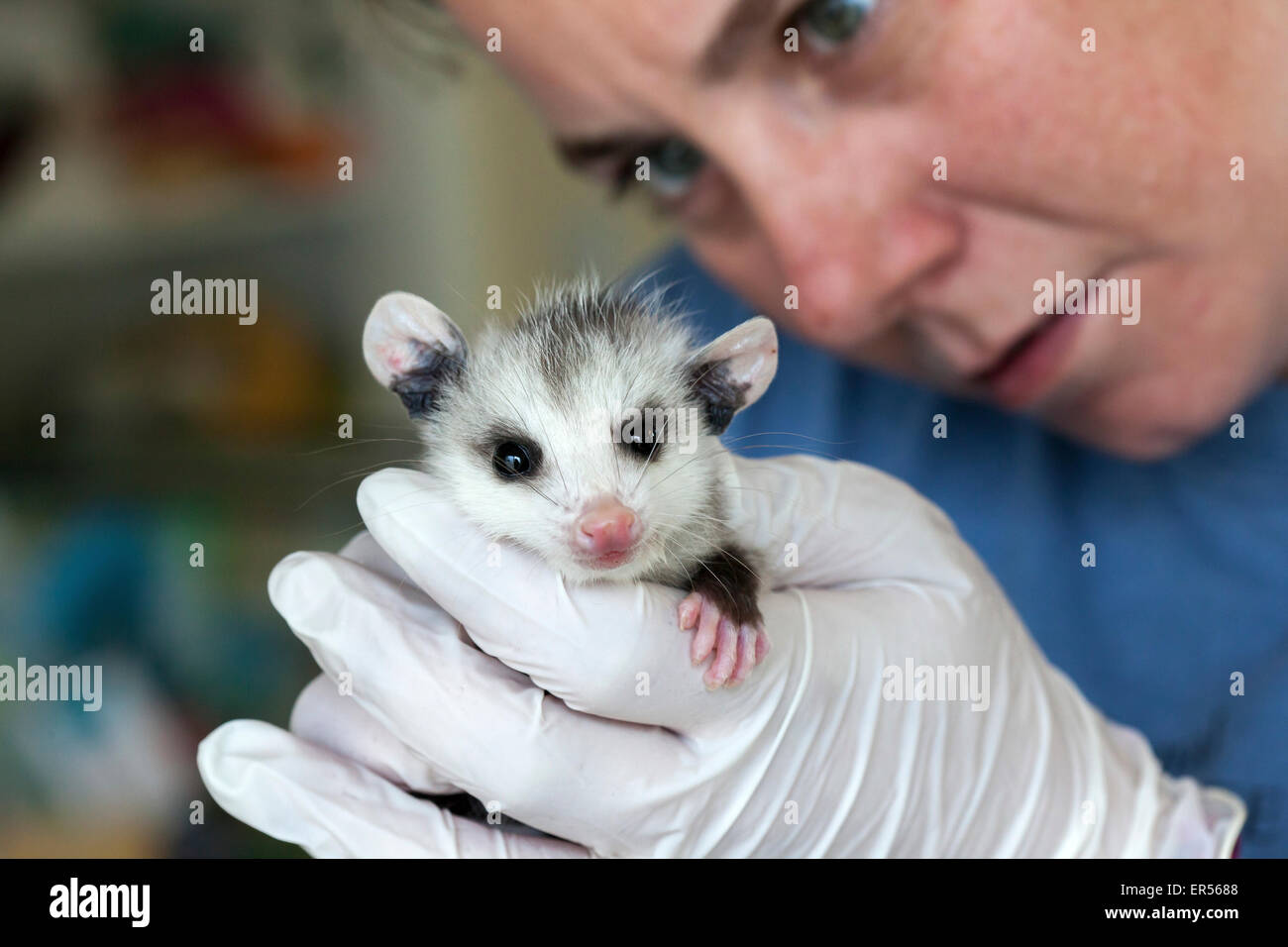Possum baby hi-res stock photography and images - Alamy