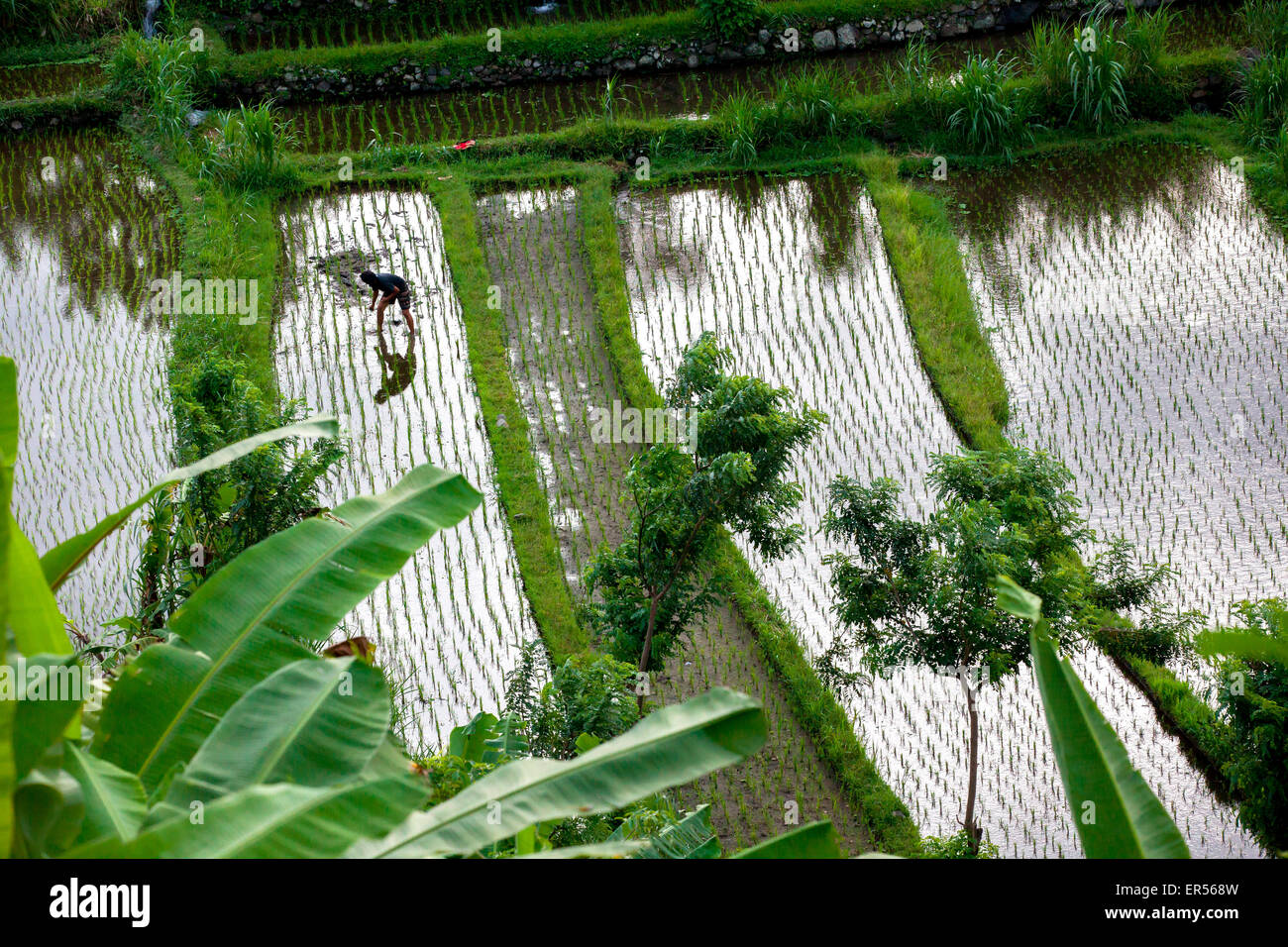 Man works in rice paddy in Bali, Indonesia Stock Photo - Alamy