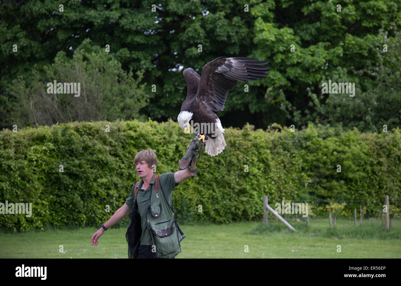 American Bald Eagle fete Ide Hill Kent Stock Photo - Alamy