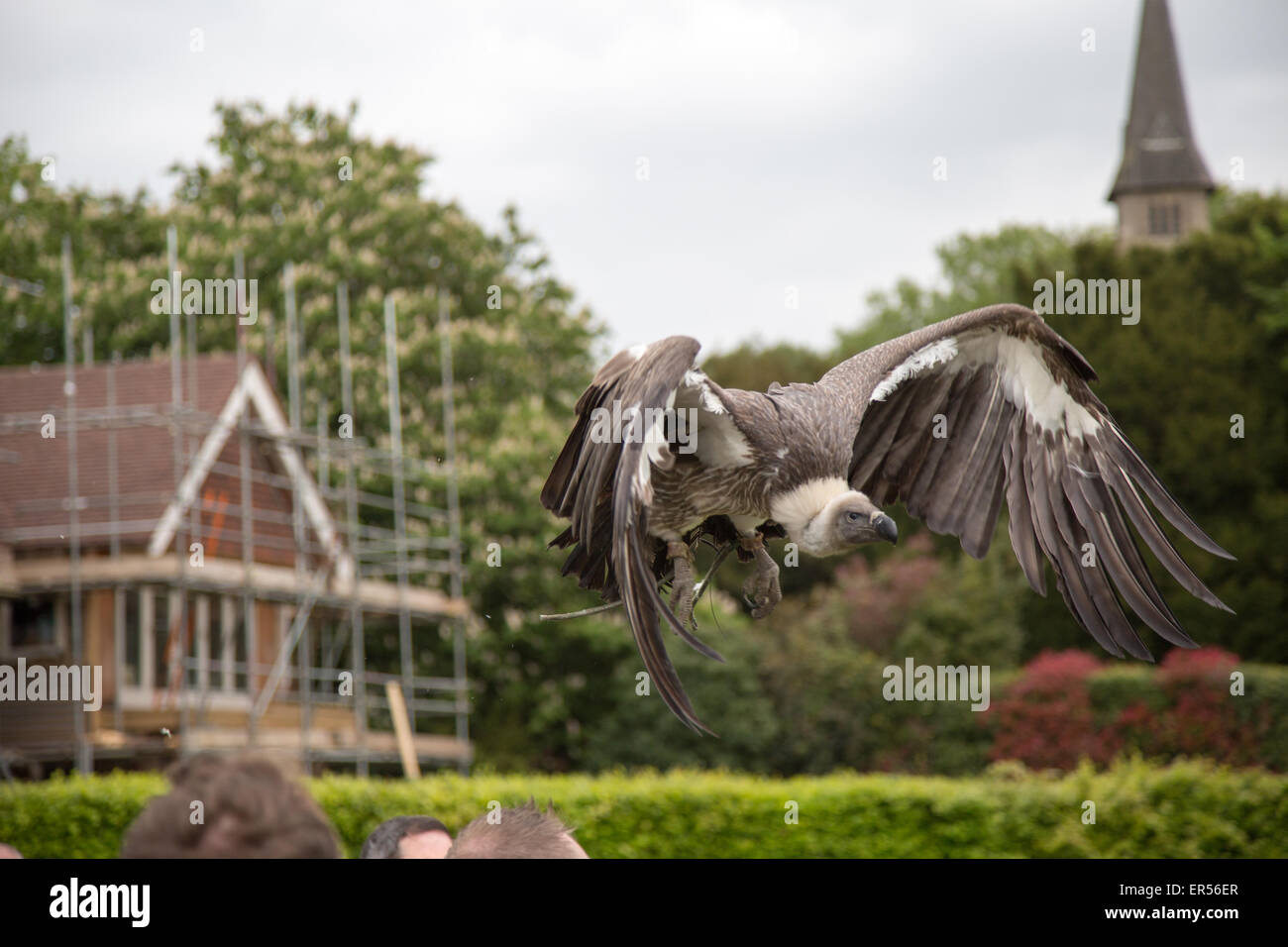 American Bald Eagle fete Ide Hill Kent Stock Photo - Alamy