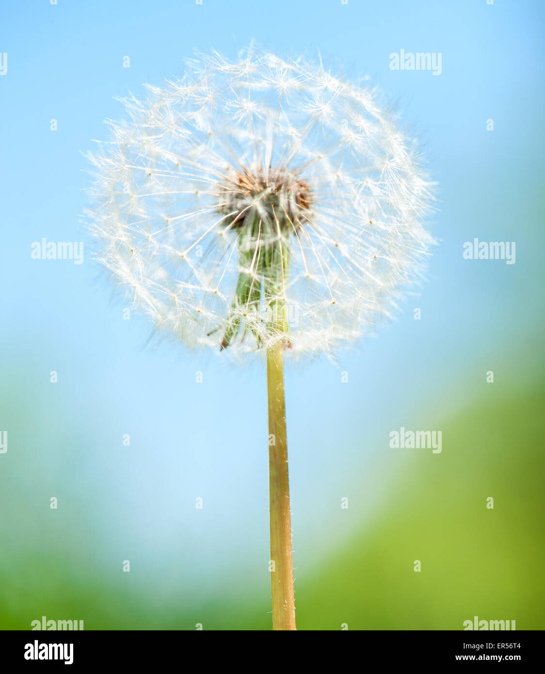 big dandelion at spring Stock Photo - Alamy