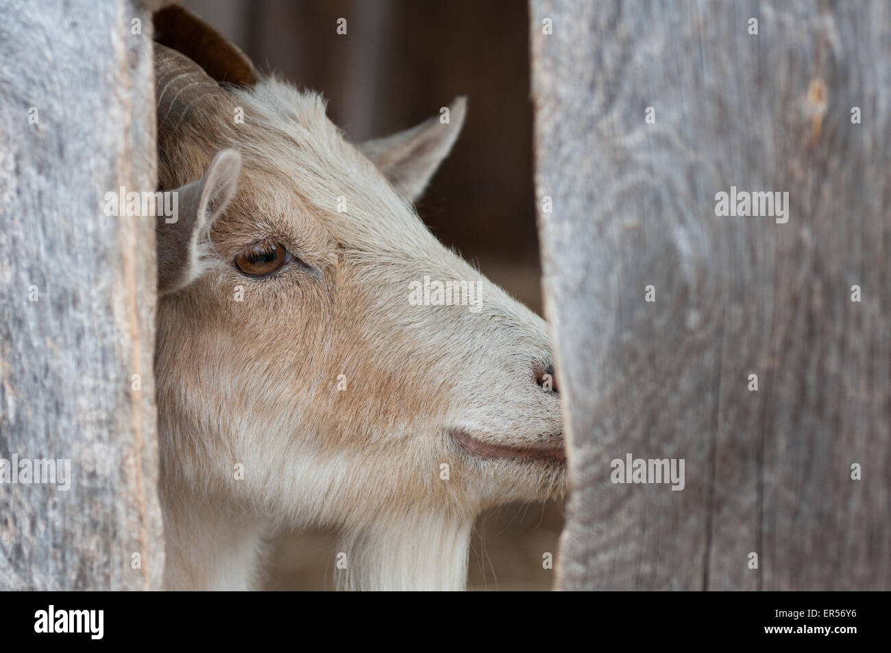 A goat looks through a gap in a barn wall Stock Photo - Alamy