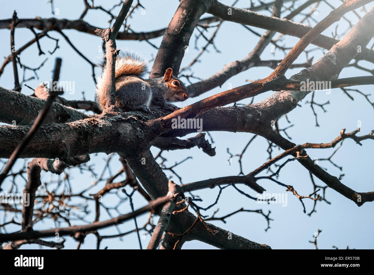 Squirrel autumn tree hi-res stock photography and images - Alamy