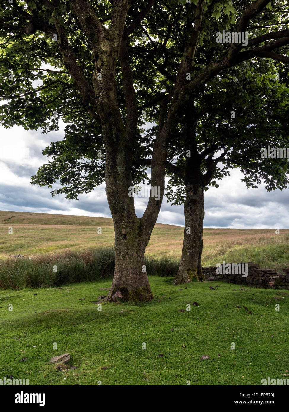 Trees in landscape hi-res stock photography and images - Alamy