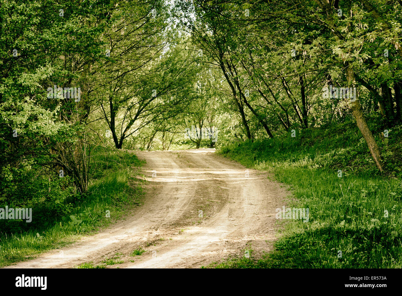 ground road in summer forest Stock Photo - Alamy