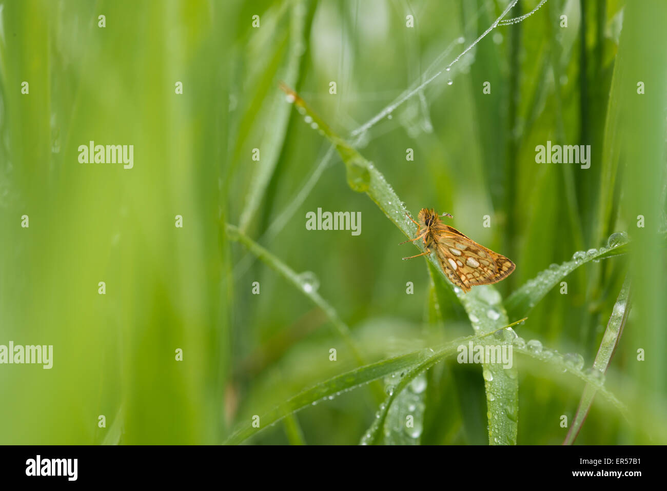 An arctic skipper, Carterocephalus palaemon, perched in dewy grass, St ...