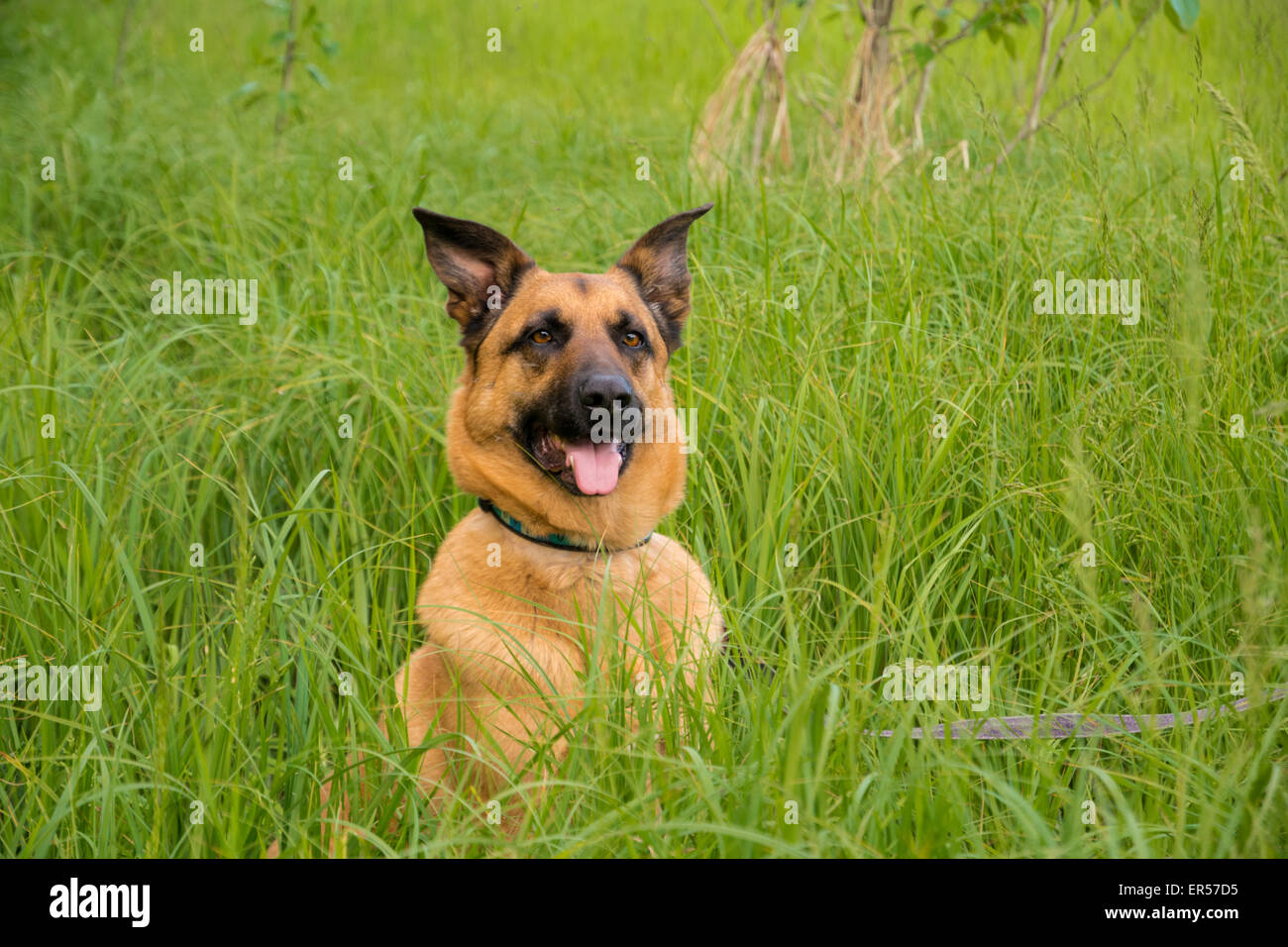 A German shepherd cross dog, Canis lupis familiaris, sitting in tail ...