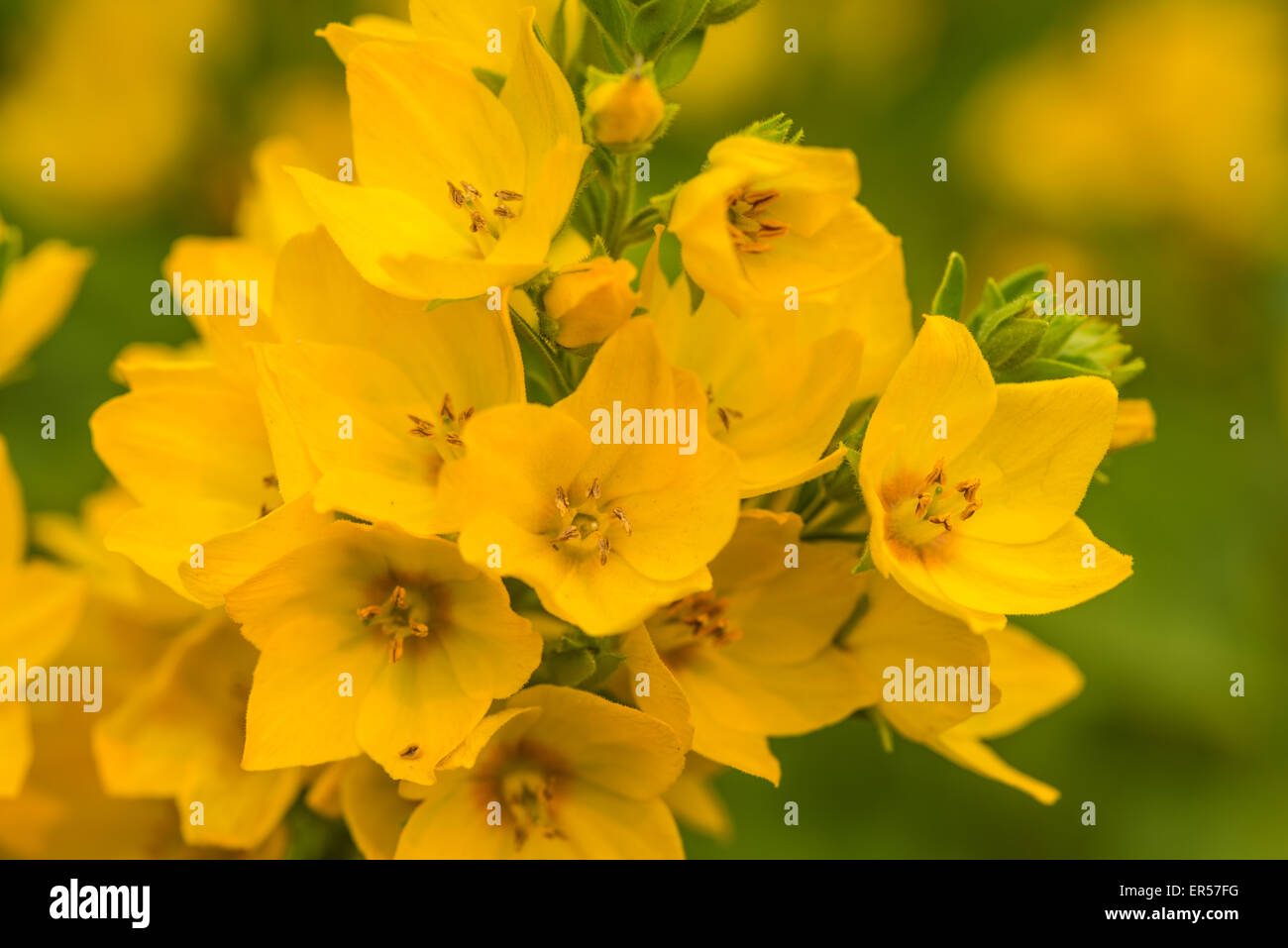 Yellow loostrife, Lysimachia vulgaris, cultivar Alexander, growing in a ...