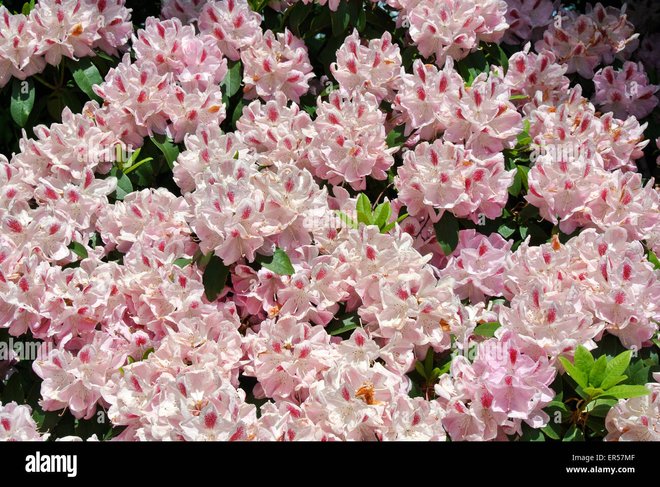 pink and white rhododendron Stock Photo - Alamy