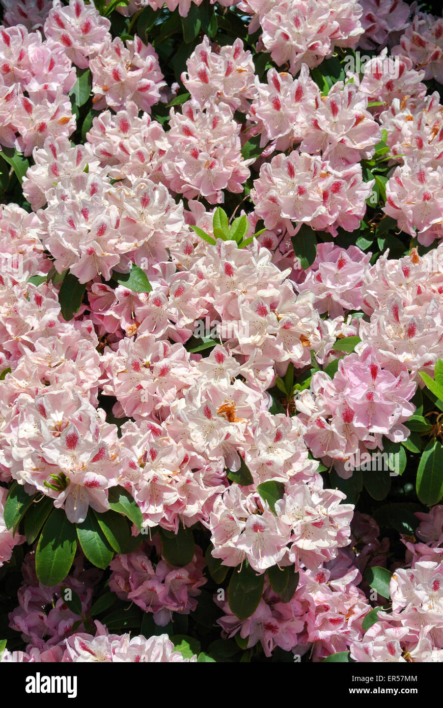 pink and white rhododendron Stock Photo - Alamy