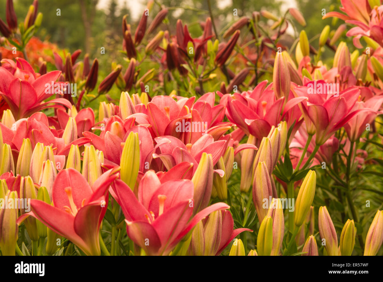 A profusion of Asiatic lilies of a variety of colors in the St Albert ...