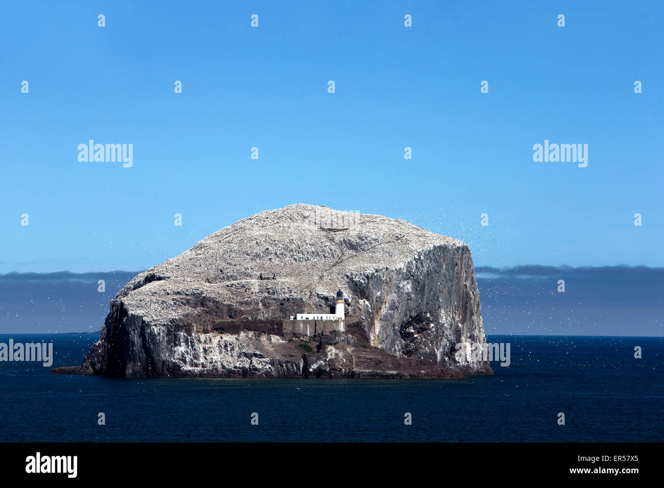 Bass Rock And Birds High Resolution Stock Photography and Images - Alamy
