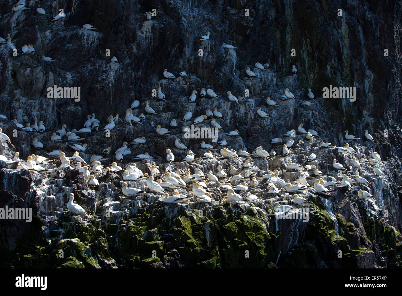 Bass Rock And Birds High Resolution Stock Photography and Images - Alamy