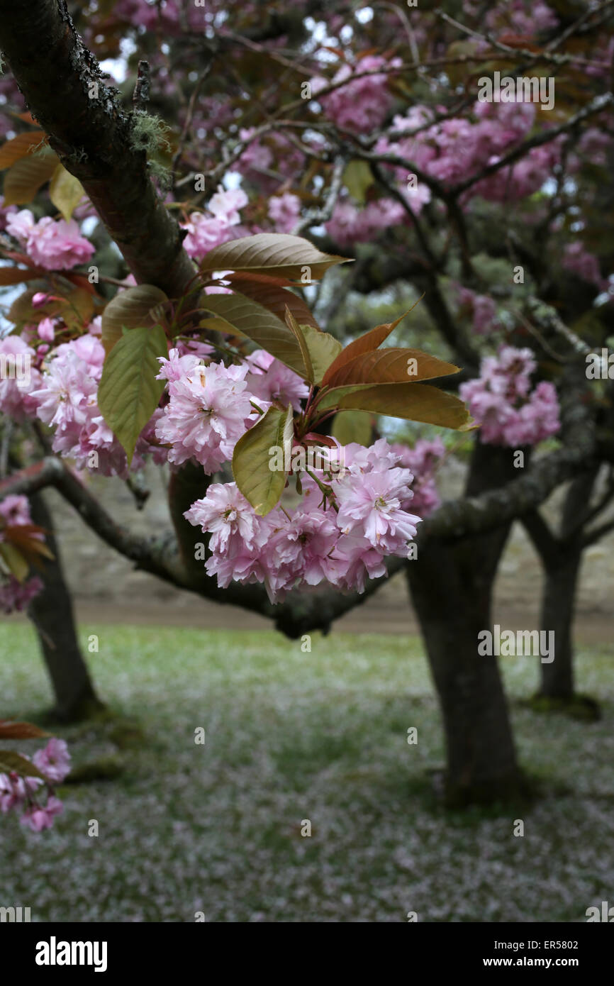 Pink flowered cherry tree - Prunus Serrulata - Cawdor Castle garden ...