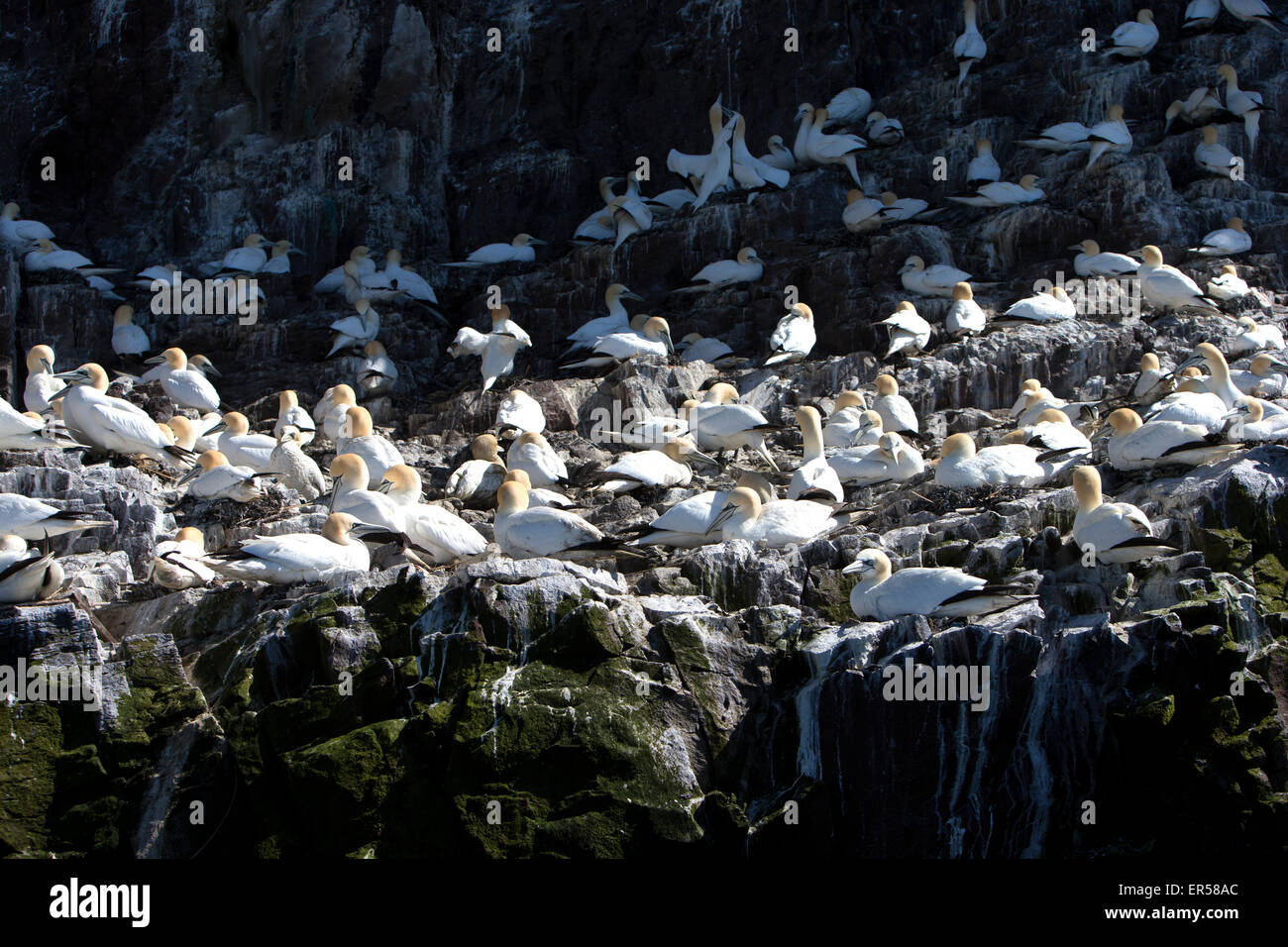 Bass rock prison hi-res stock photography and images - Alamy
