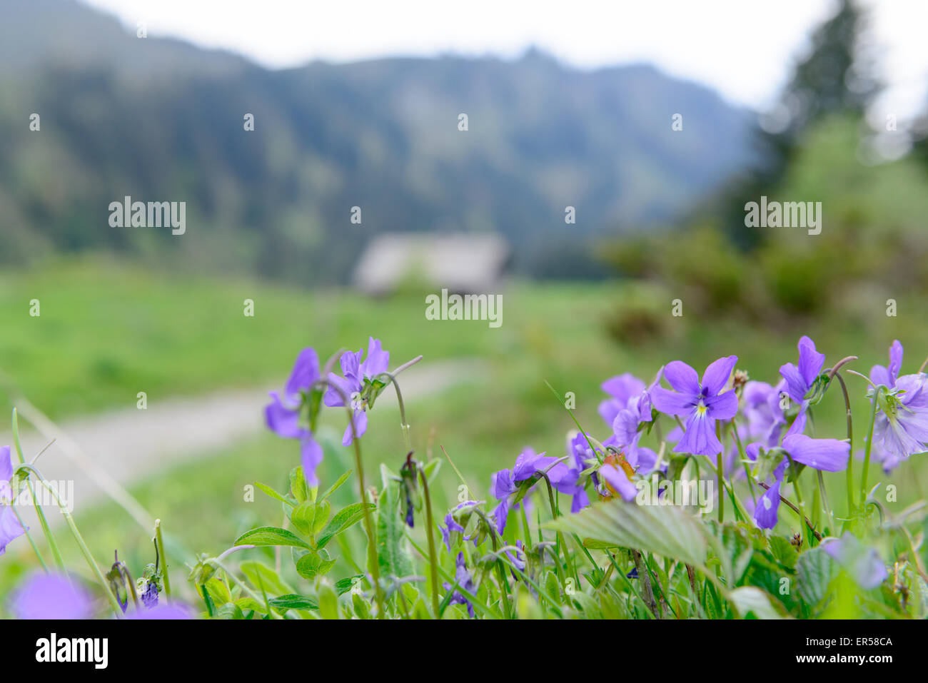 mountain purple flowers Stock Photo - Alamy