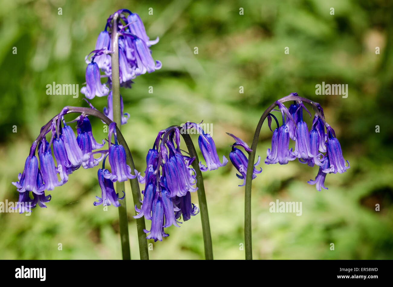 Bluebells Close-Up at Westonbirt Arboretum Stock Photo - Alamy