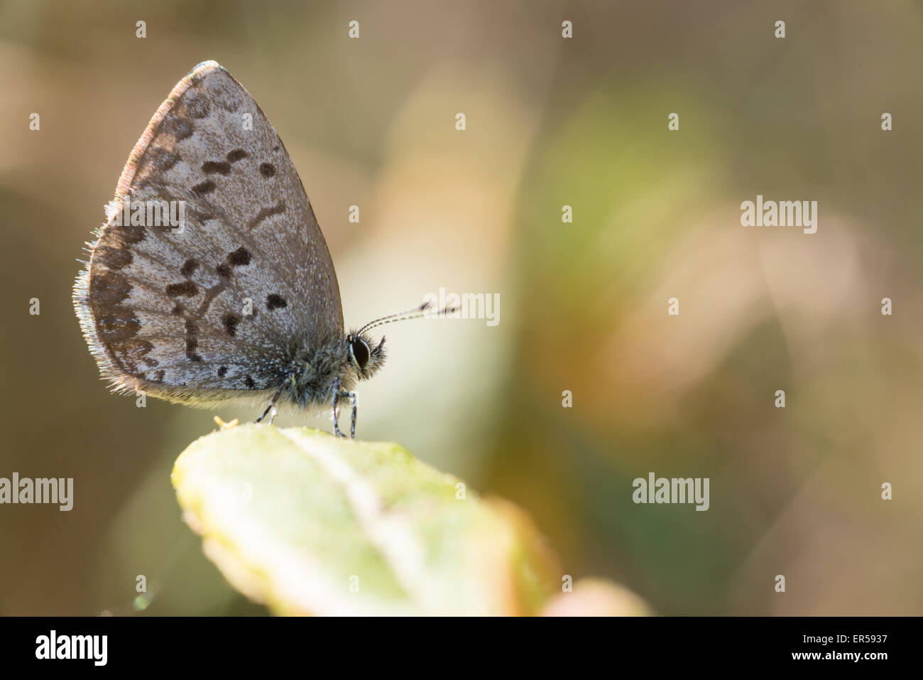 Celestrina ladon hi-res stock photography and images - Alamy
