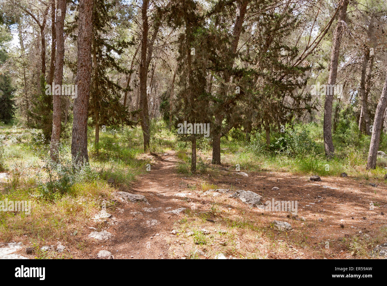Root leading tree trunk hi-res stock photography and images - Alamy