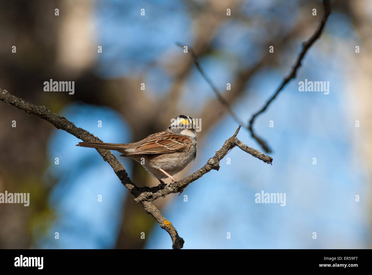 White-throated sparrow, Zonotrichia albicollis, perched on a tree ...