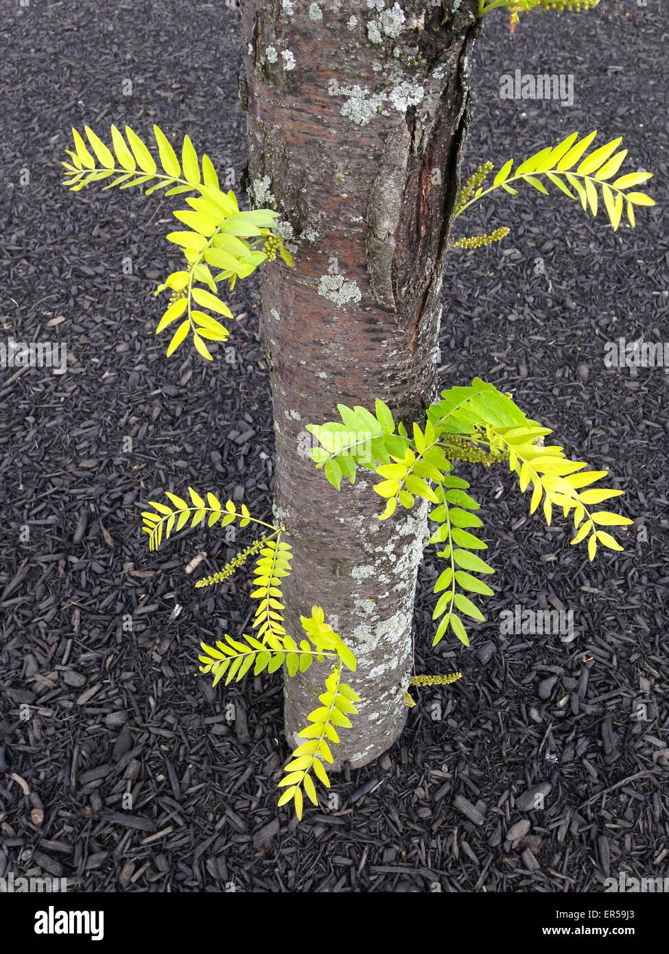 Sprouting Tree High Resolution Stock Photography and Images - Alamy