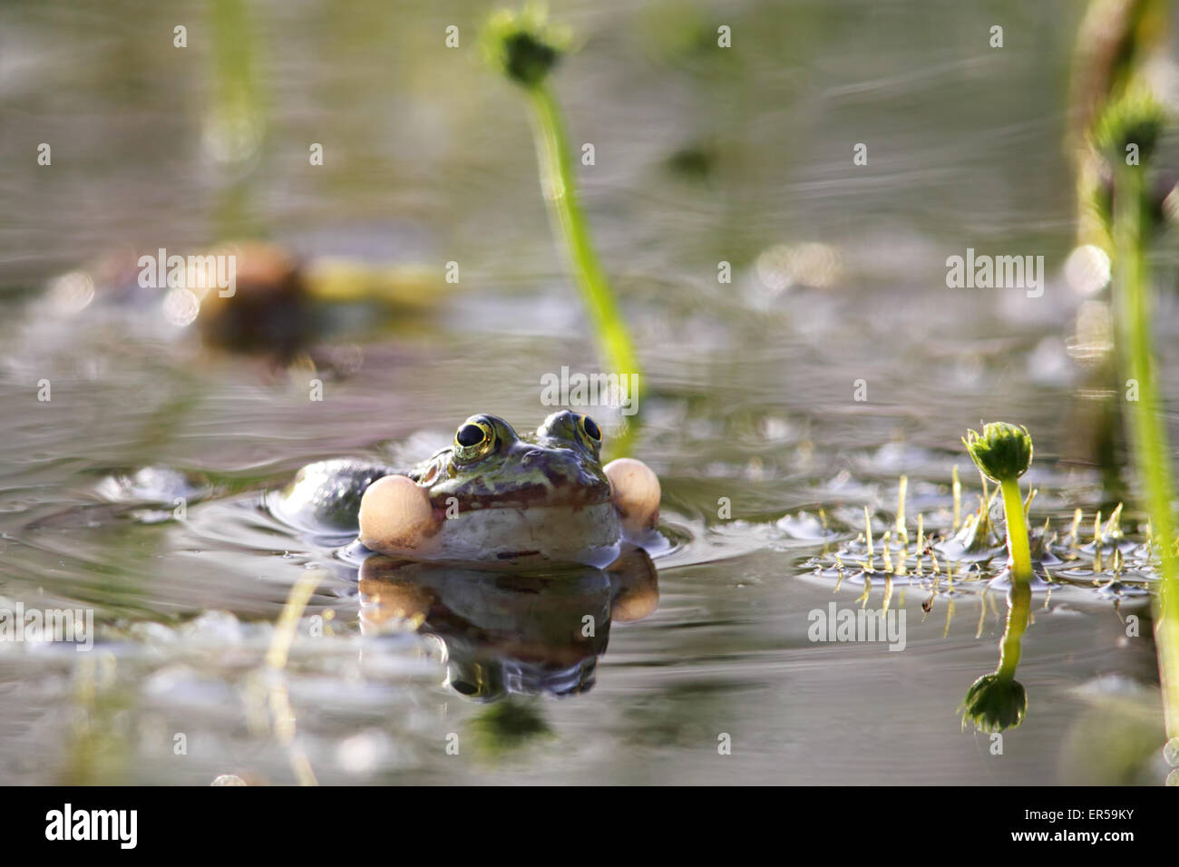 Edible frog (Pelophylax esculentus) croaking in a pond in Frankfurt ...