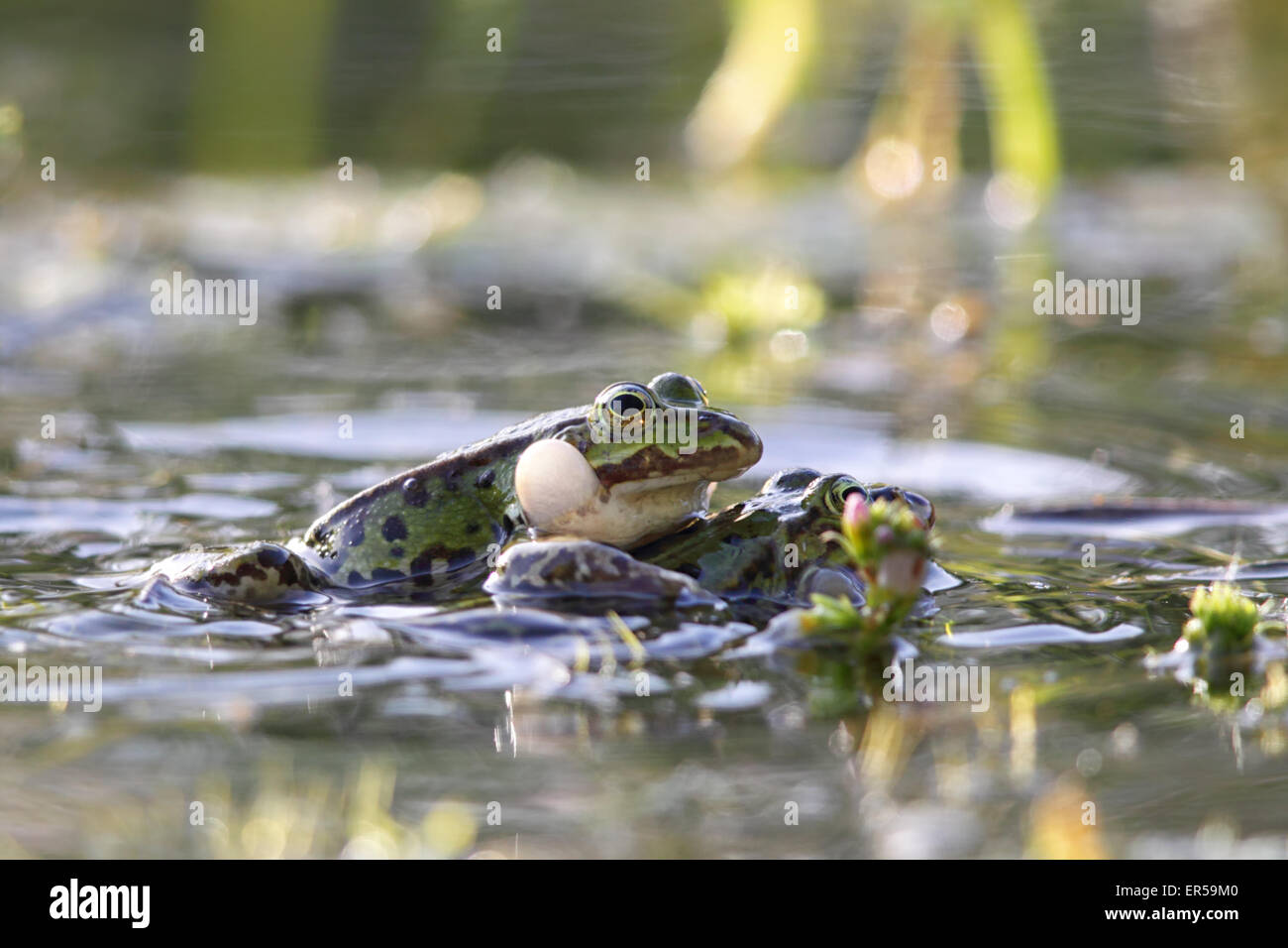Edible frogs (Pelophylax esculentus) in the mating season in a pond in ...