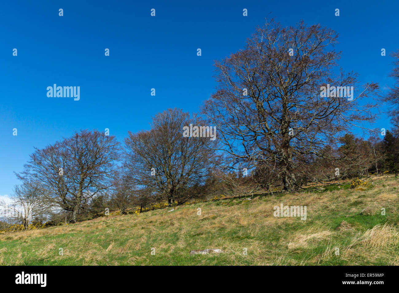 Barmekin hi-res stock photography and images - Alamy