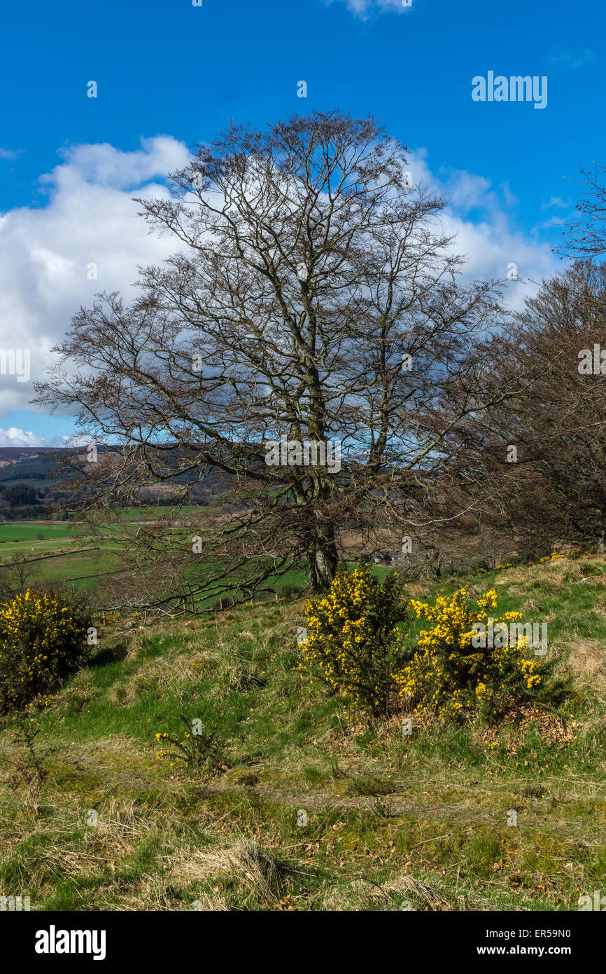 Trees on Barmekin Hill Stock Photo - Alamy